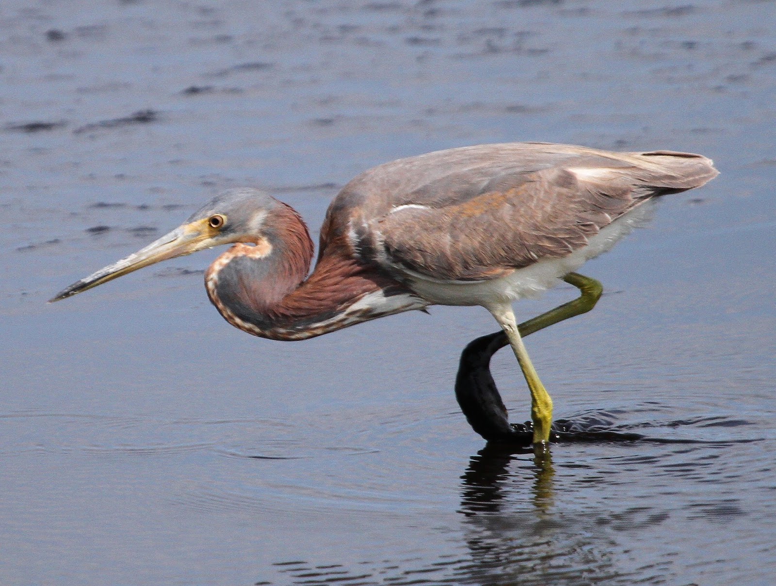 pelagicus: Florida prairie - birds