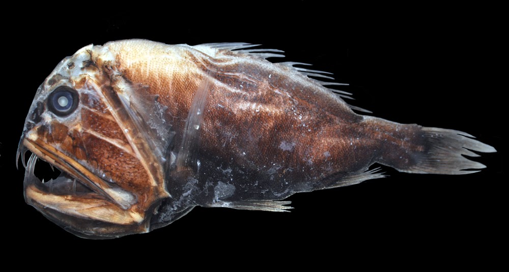 Unique Underwater Creatures: Fangtooth Fish