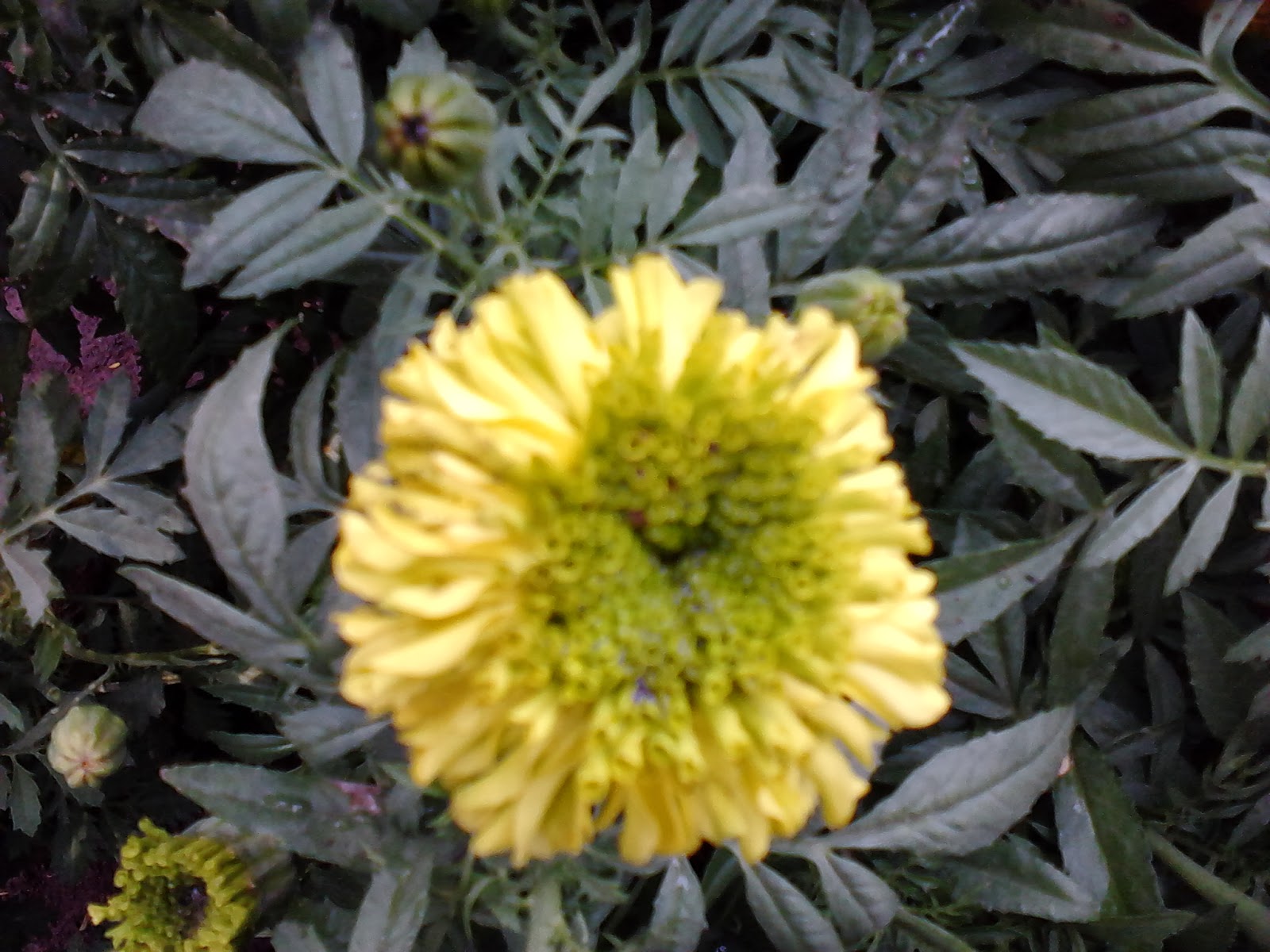 Garden Care Simplified: Shevanti Plant Chrysanthemums Growing and ...