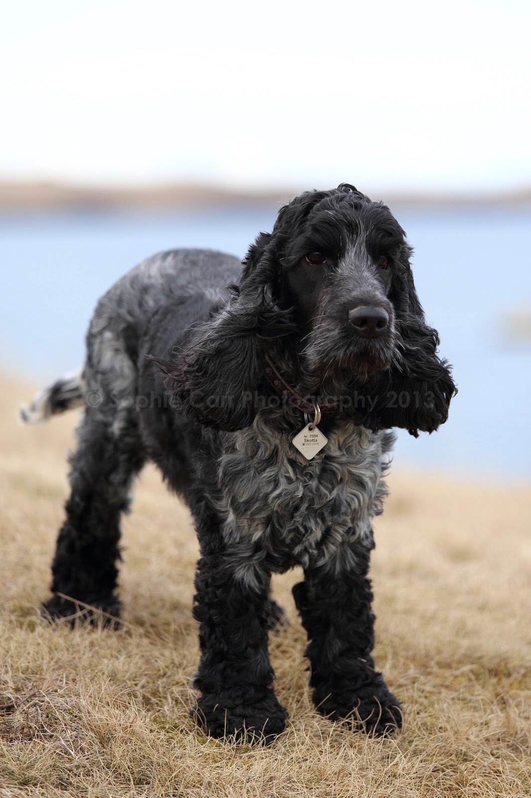 Sophie Carr's Dog Blog: Dog of the Day - 2nd May 2013