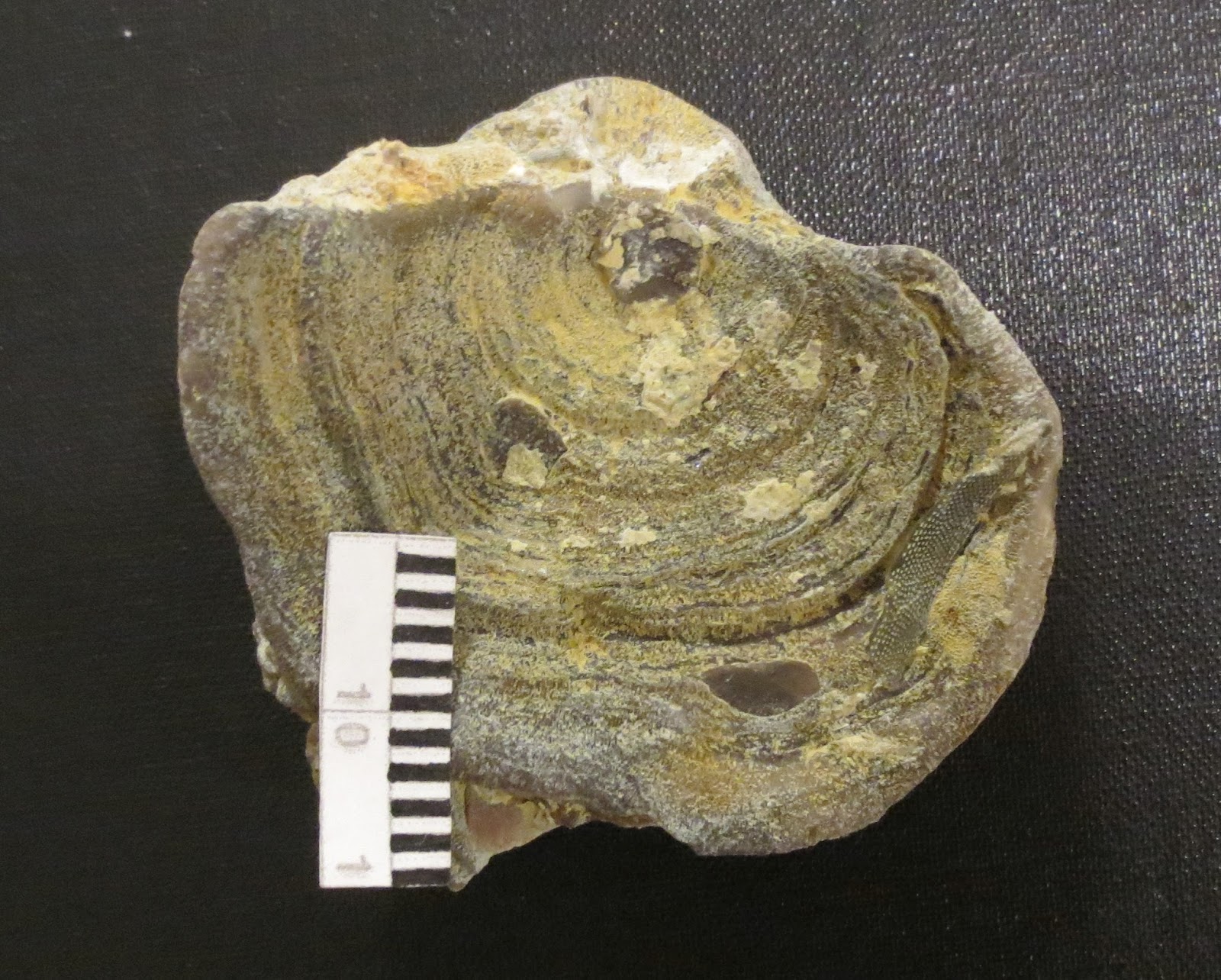 Equatorial Minnesota: Sunday morning Decorah fossils