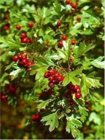 Medicina Naturista: Paducelu