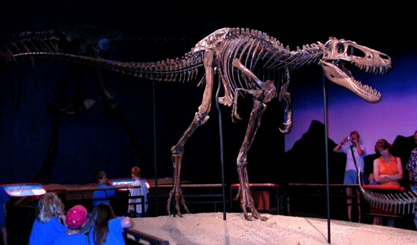 Mundo Terópodo: Top 10: Especímenes de Tiranosaurio rex