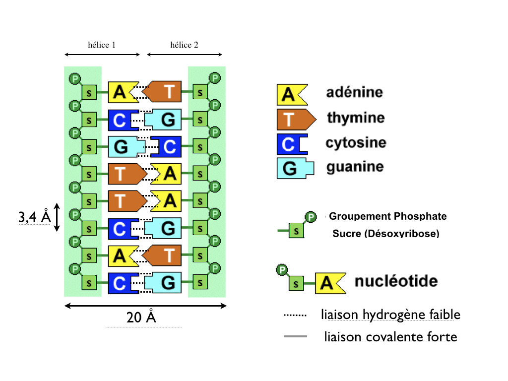 svtOlycée: septembre 2013