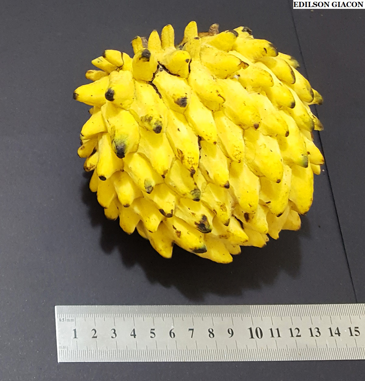 Viveiro Ciprest - Plantas Nativas e Exóticas: Fruta do Conde ou Beribá ...