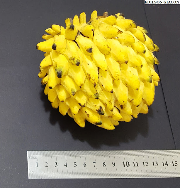 Viveiro Ciprest - Plantas Nativas e Exóticas: Fruta do Conde ou Beribá ...