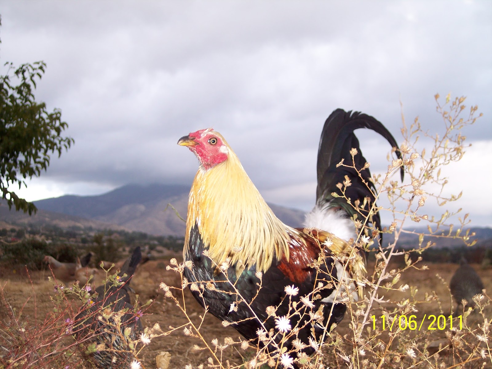 Rancho Giro: Puro Gallon (pure rooster???)