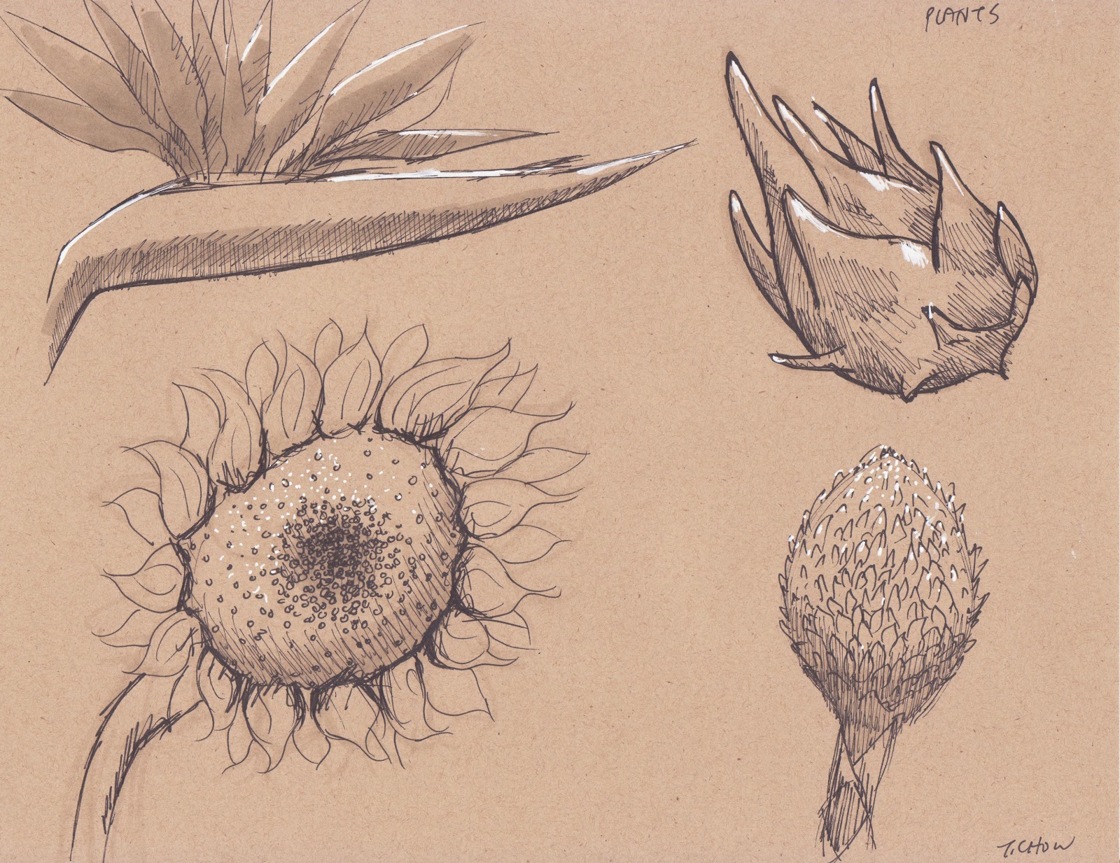 Tyler Chow: Dynamic Sketching Week 2 - Form and Texture