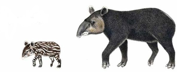 Hewan Tapir yang Unik dan Khas