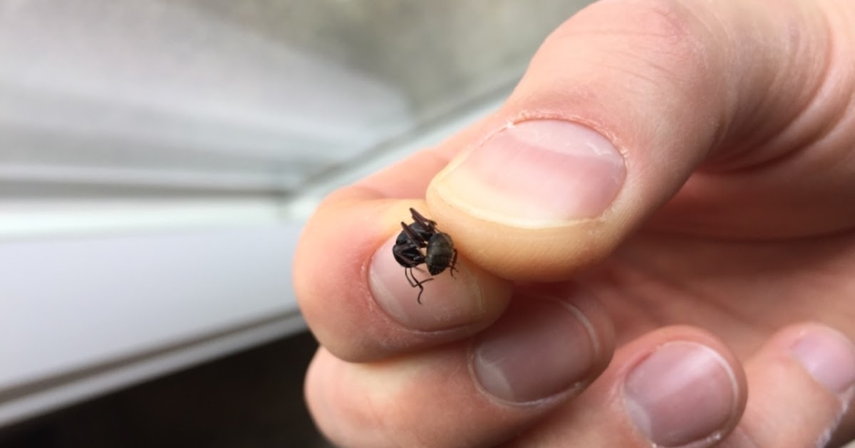 Ant control by little black sugar ants and big black carpenter ant ...