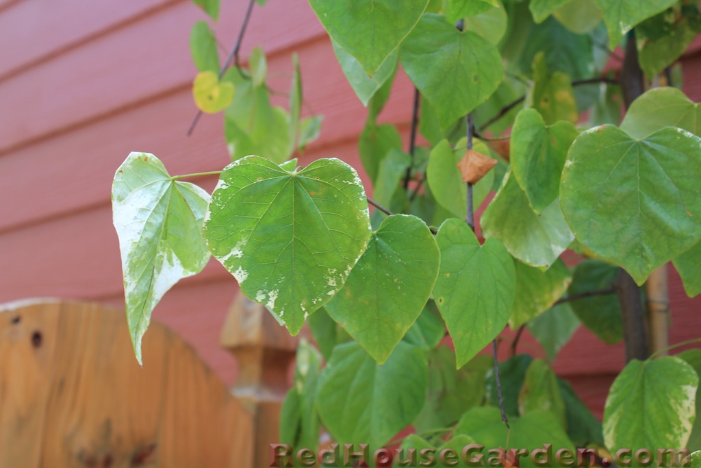Red House Garden: The Variegated Weeping Redbud
