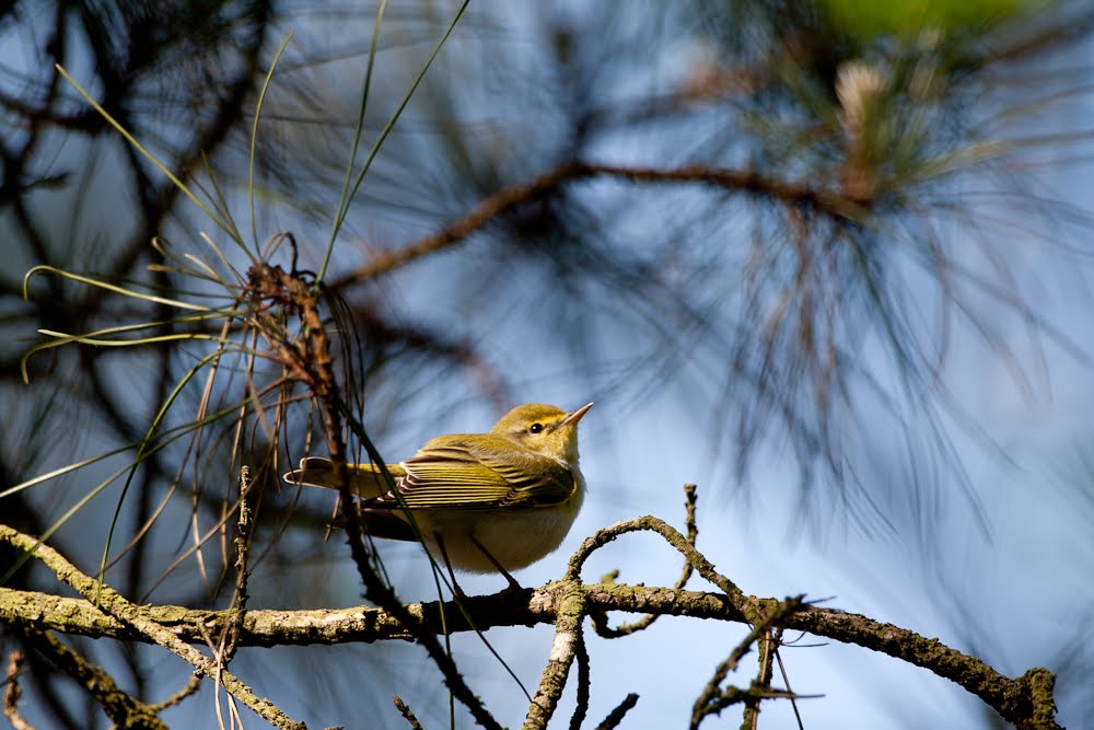 Wyvern Wildlife: Willow wren