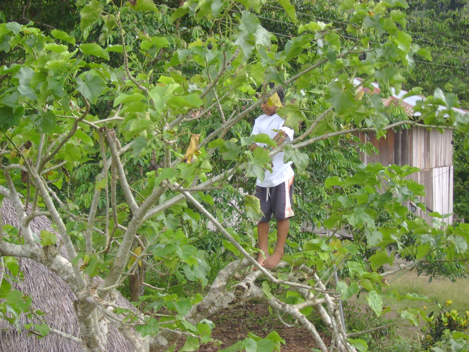 NACIONALIDADES Y PUEBLOS: Casas de los Cofanes
