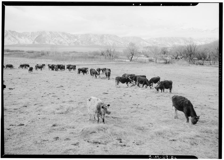 Pictures of Daily Life of Japanese Internment at Manzanar Camp in 1943 ...