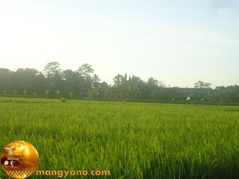 Padi mulai berbunga, bulai – bulai padi yang menawan