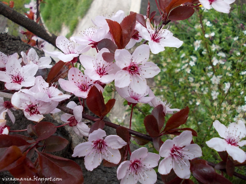 Vérszilva és vadszilvafa virág