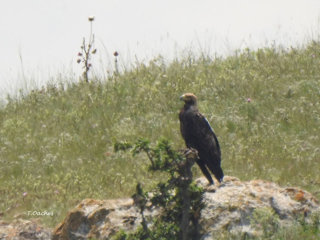 PASARI DIN ROMANIA: ACVILA DE CAMP, Aquila heliaca