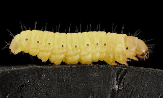 La lectora corrent: Qui és menja el plàstic?: Cucs, papallones o microbis?