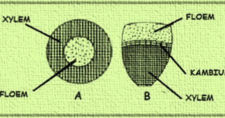 Pendidikan Dan Pembelajaran: Kamus Biologi : Pengertian Amfivasal ...