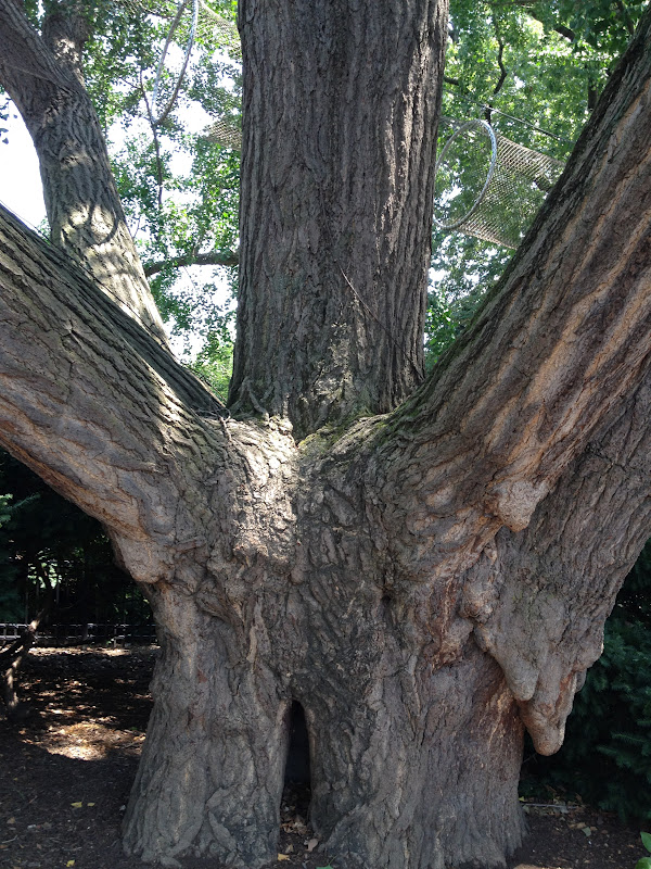 PHILLY TREES: THE SASQUATCH TREE