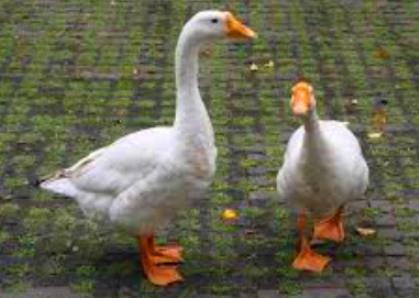 10 Contoh Adaptasi Morfologi Pada Hewan