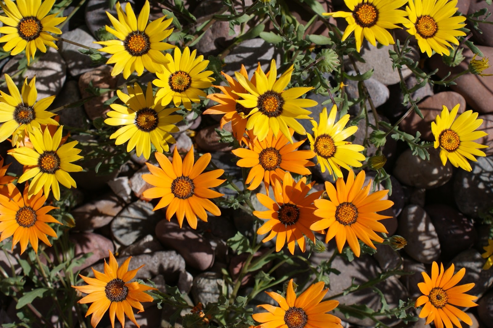 Reminisce...: Flowers in the Desert