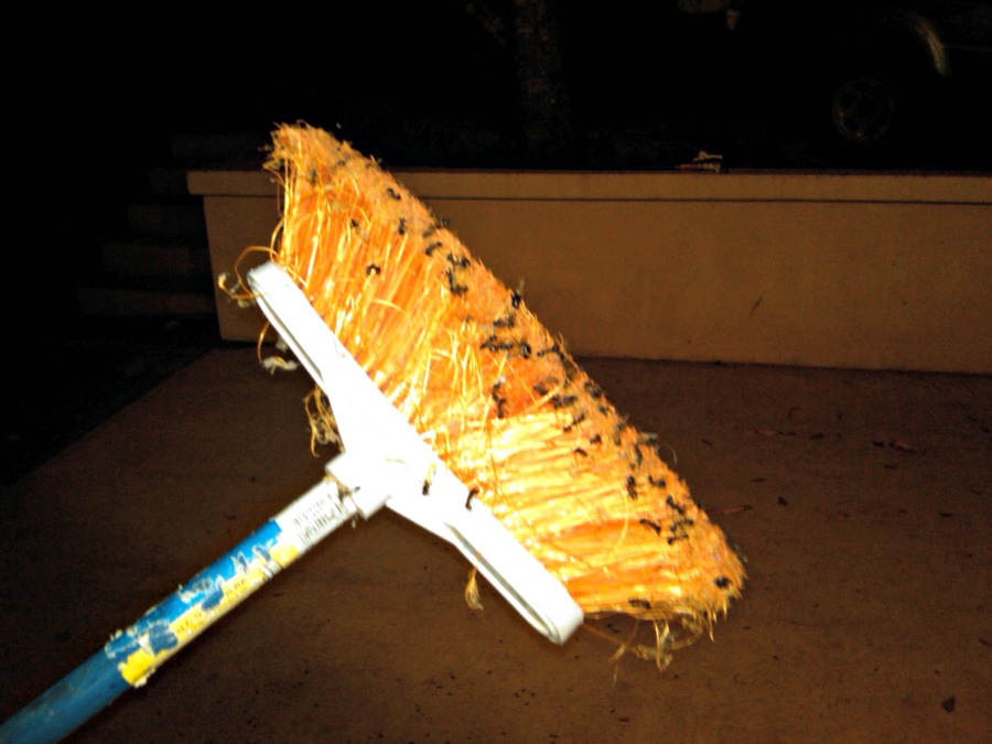 The Aspiring Expats: Attack of the Cleaner Ants! - Our Life in Costa ...