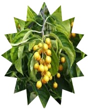 Jammu and Kashmir Medicinal Plants Introduction Centre: Celastrus ...