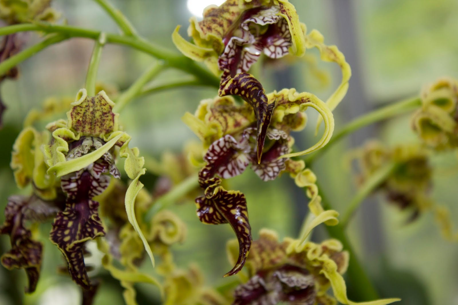 Maria's Orchids: 2018