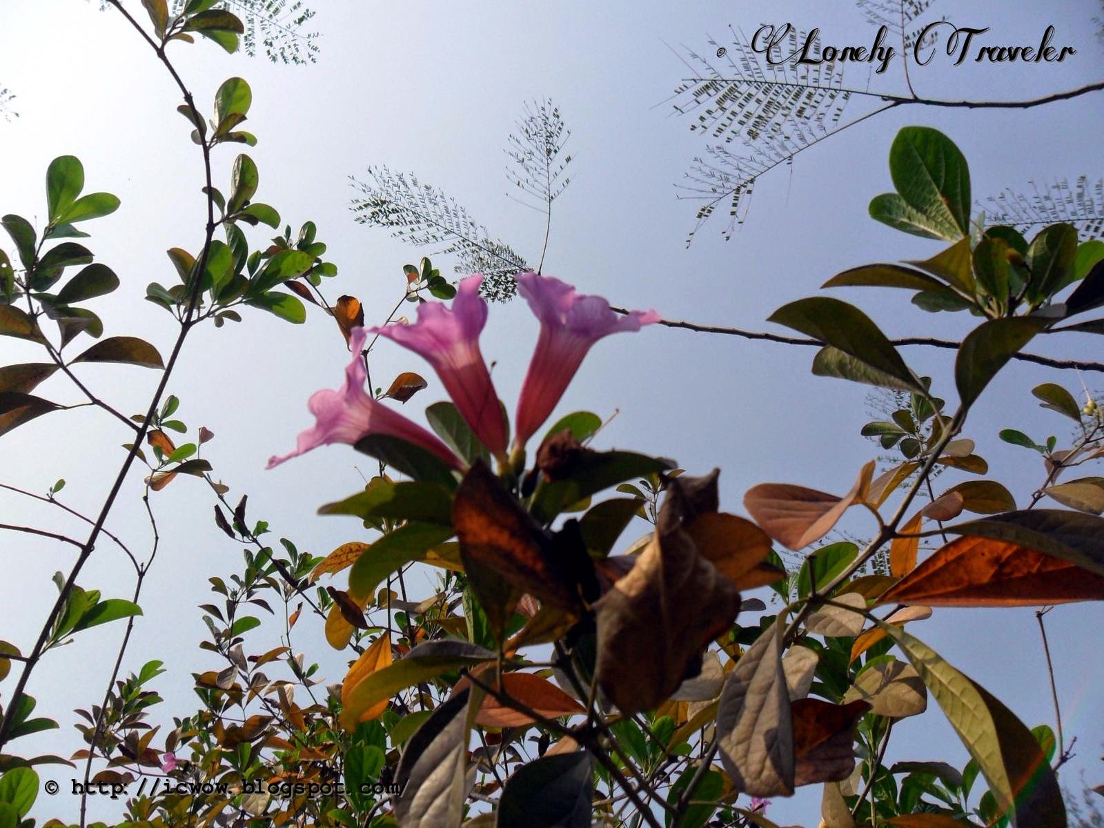 Garlic vine (লতা পারুল ফুল) - Mansoa alliacea