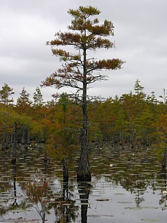Trees Planet: Taxodium ascendens - Pond Cypress