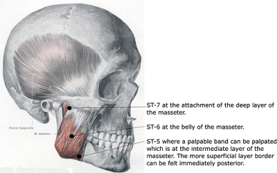 Ideal Balance Acupuncture: Muscles of Mastication