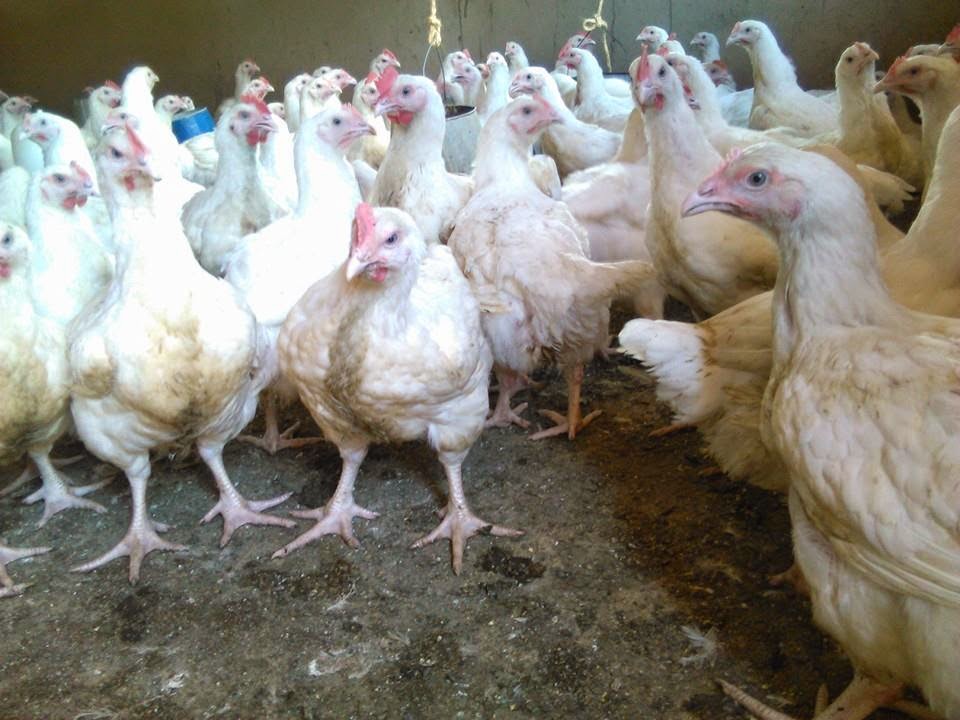 mbwanashally: Novemba 2014