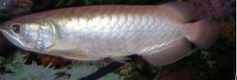 DRAGON FISH AROWANA: Several species of arowana