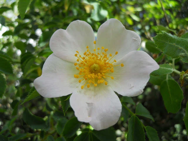 MIL FLORES DE COLORES: ROSA MOSQUETA