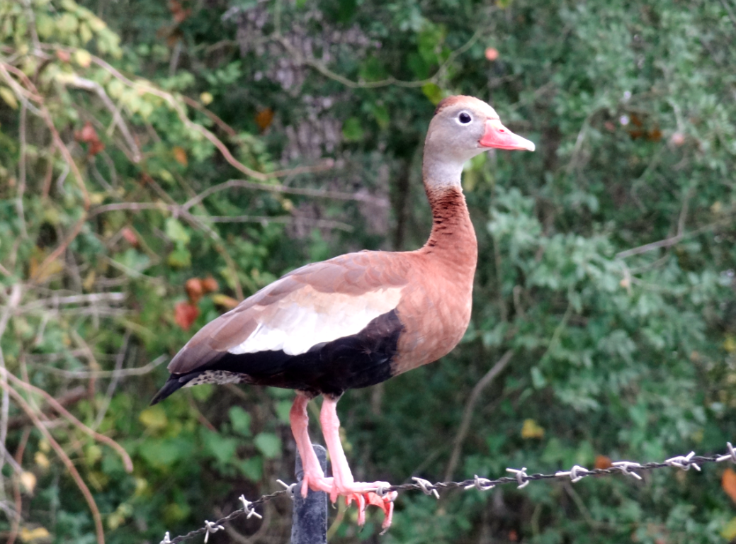 H-Town-West Photo Blog: Duck traffic control - Pics of ducks and duck ...
