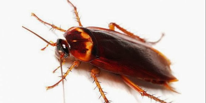 7 Fakta Unik Tentang Kecoak