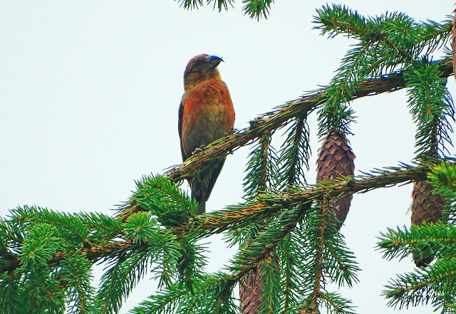 PASARI DIN ROMANIA: FORFECUTA (1), Loxia curvirostra