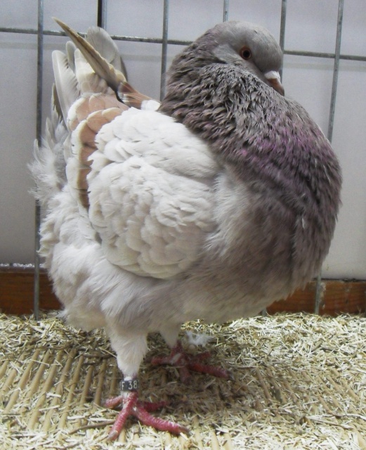 Modena ( UK ) pigeons - Pigeons fall