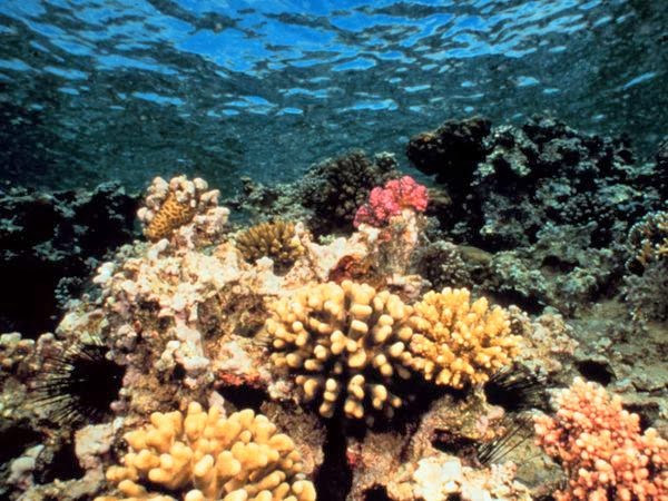 joy-Travelogs: Narara Marine Sanctuary,Jamnagar,Gujarat