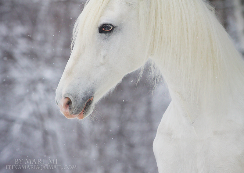 Our Beautiful World: White horse