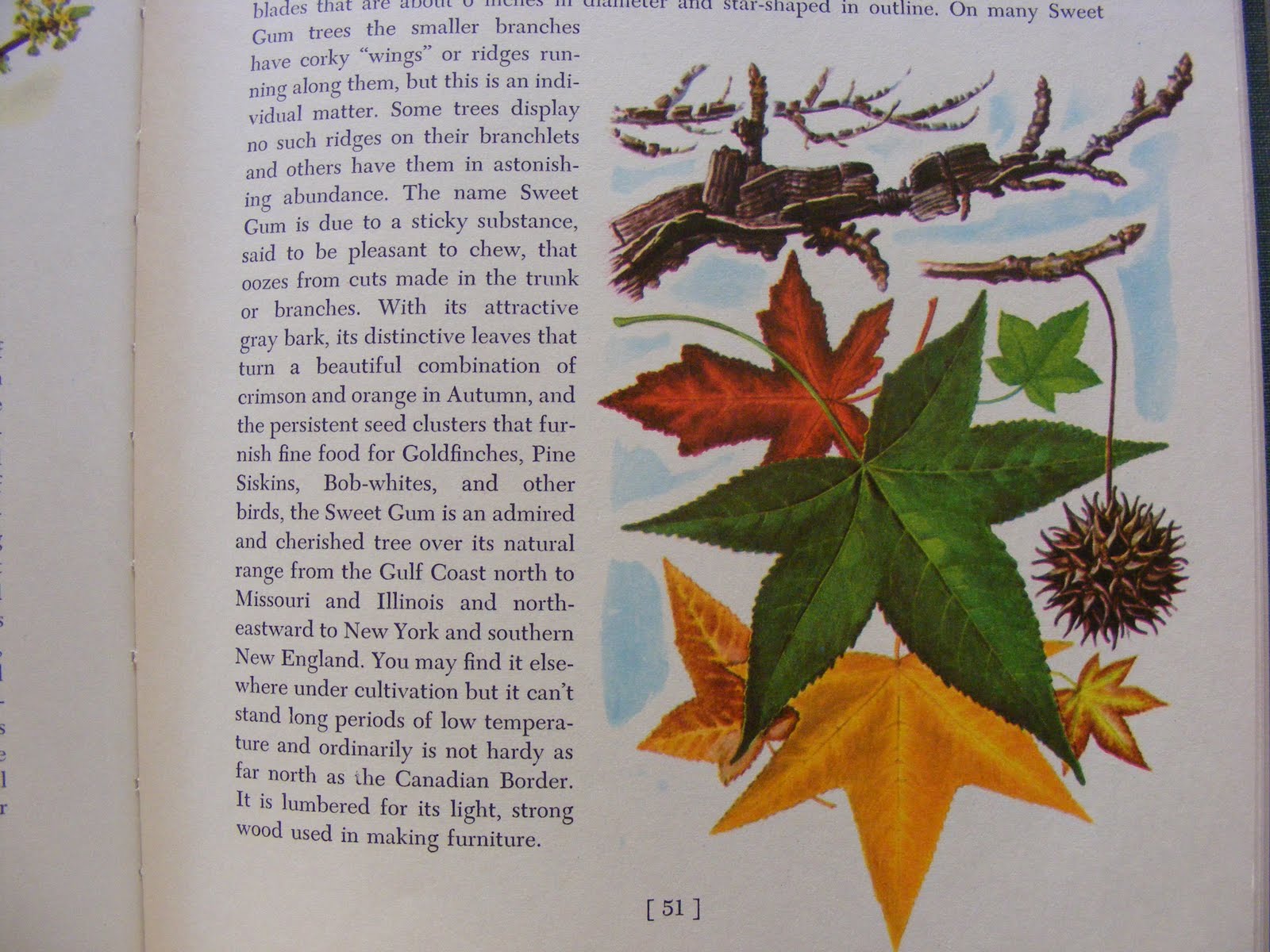 Books in Northport: Leaves of Leaves (Really)