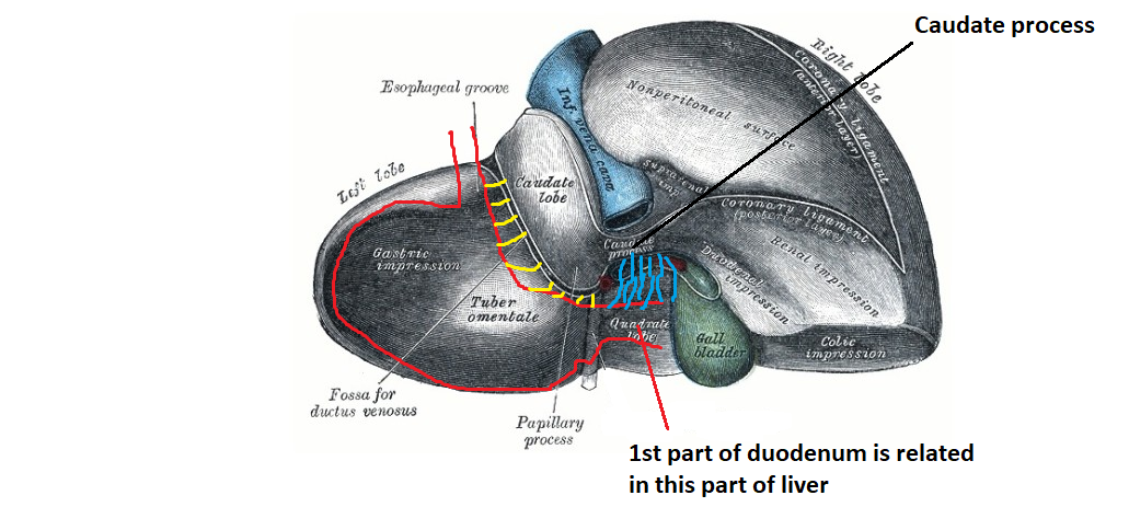 easyhumanatomy: Epiploic foramen