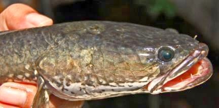 Gema Wirausaha: Proses Pembenihan Ikan Gabus