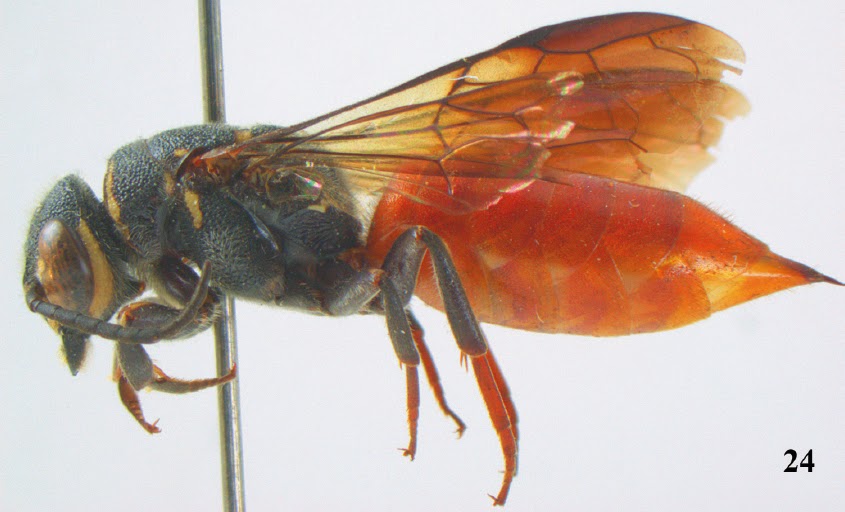 Sciency Thoughts: Three new species of Sapygid Wasps from Vietnam and ...