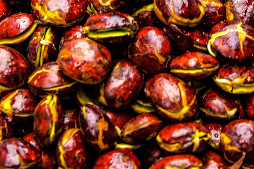 Cakclakan: Jengkol, dibalik aromanya yang menyengat terpendam khasiat