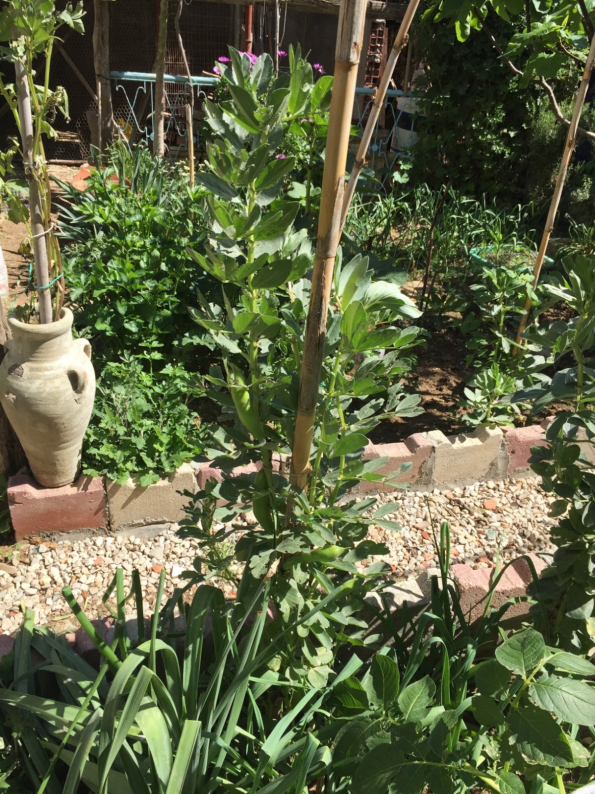 How To Grow Broad Beans