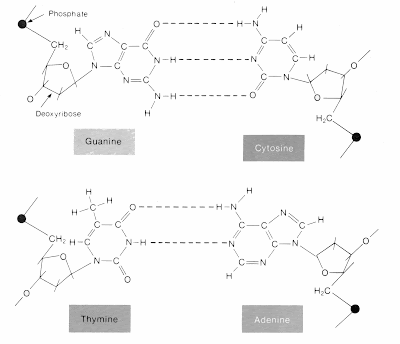 Breeder Community: DNA, RNA dan PROTEIN