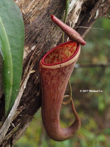 The rainforests of Borneo & Southeast Asia: Sandstone mountain of ...