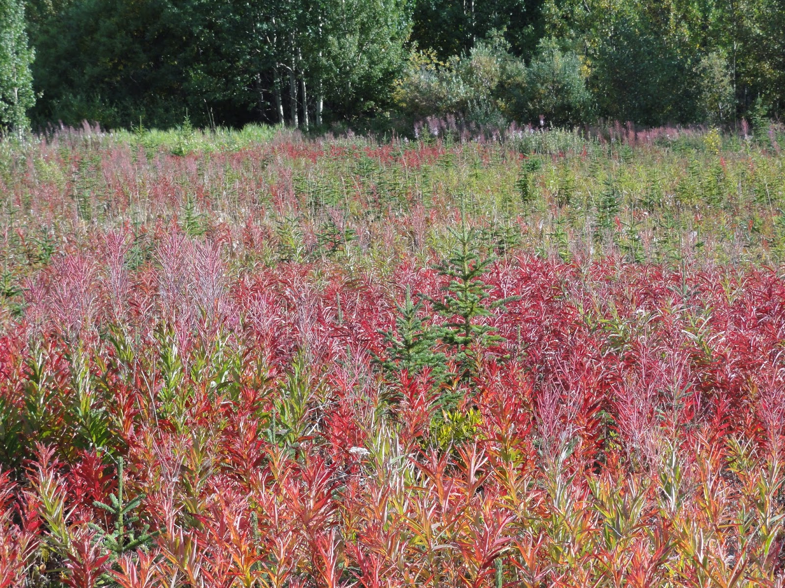 Strolling Up the Canyon: The Long-lasting Fireweed